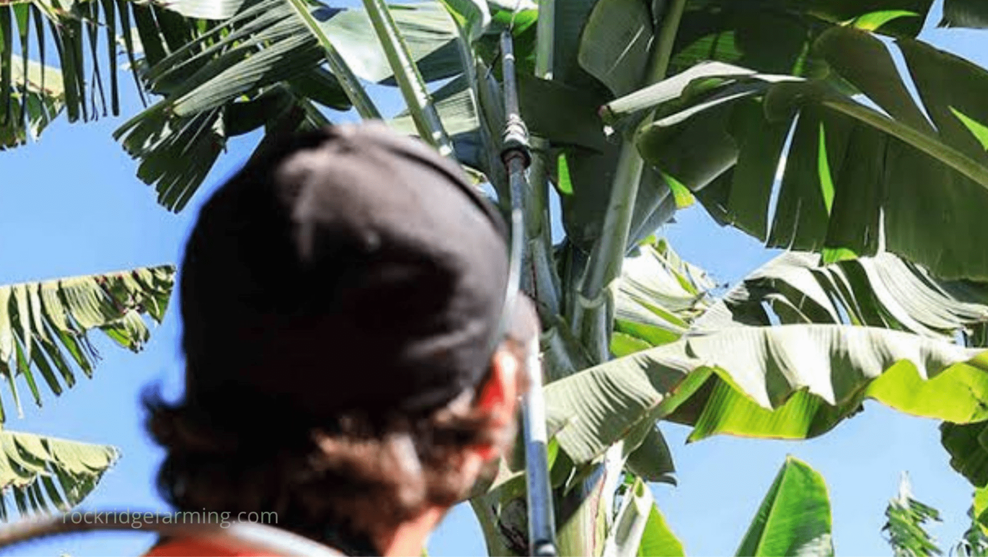 Jangan Asal Potong Daun Pisang! – PT Hijau Surya Biotechindo